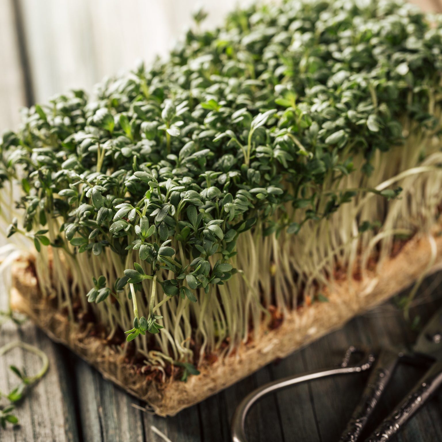 Karse: Så & Pas I Vinduet Samt Dyrkning Og Placering Guide | Hjemsted