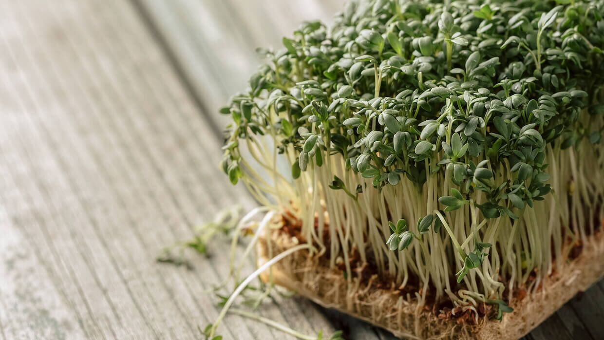 Karse: Så & Pas I Vinduet Samt Dyrkning Og Placering Guide | Hjemsted